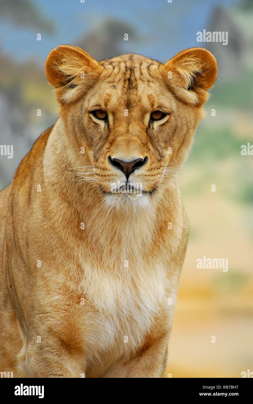 Panthera Leo Bleyenberghi