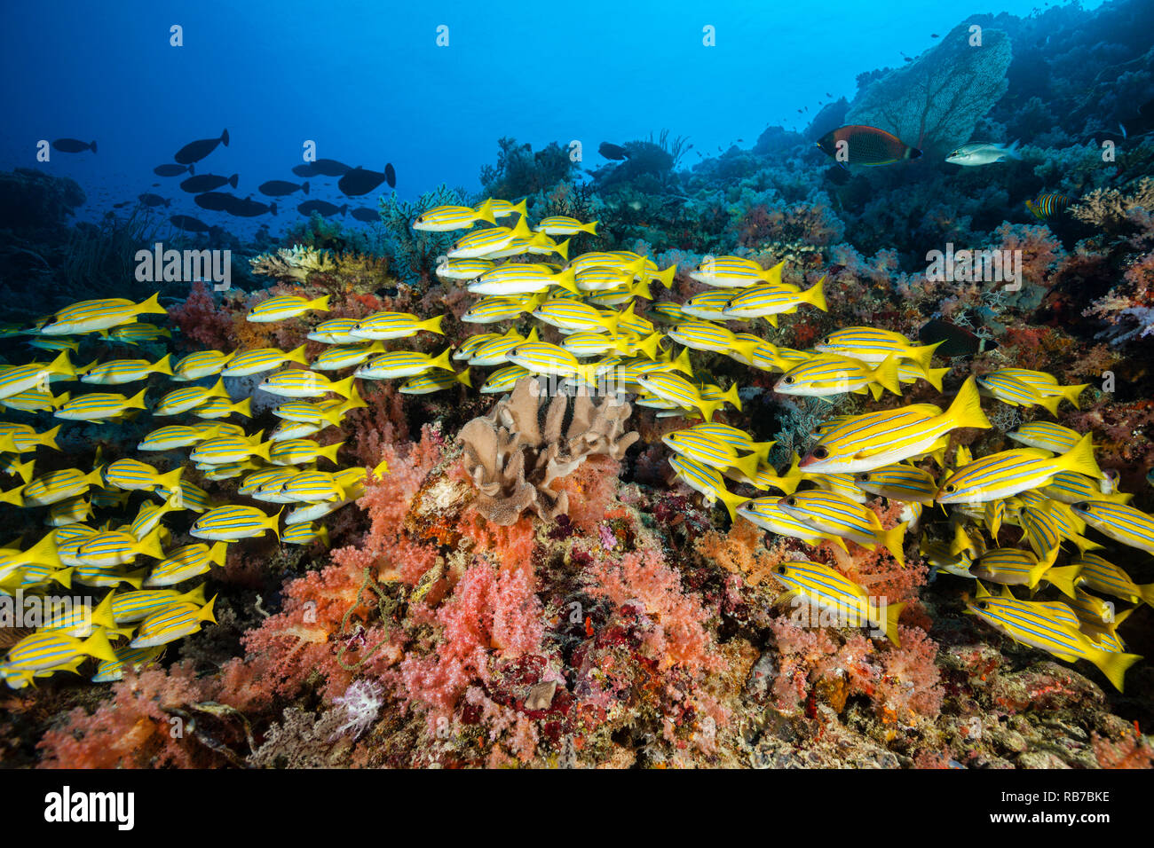 Shoal of Bluestripe Snapper, Lutjanus kasmira, Indian Ocean, Maldives ...
