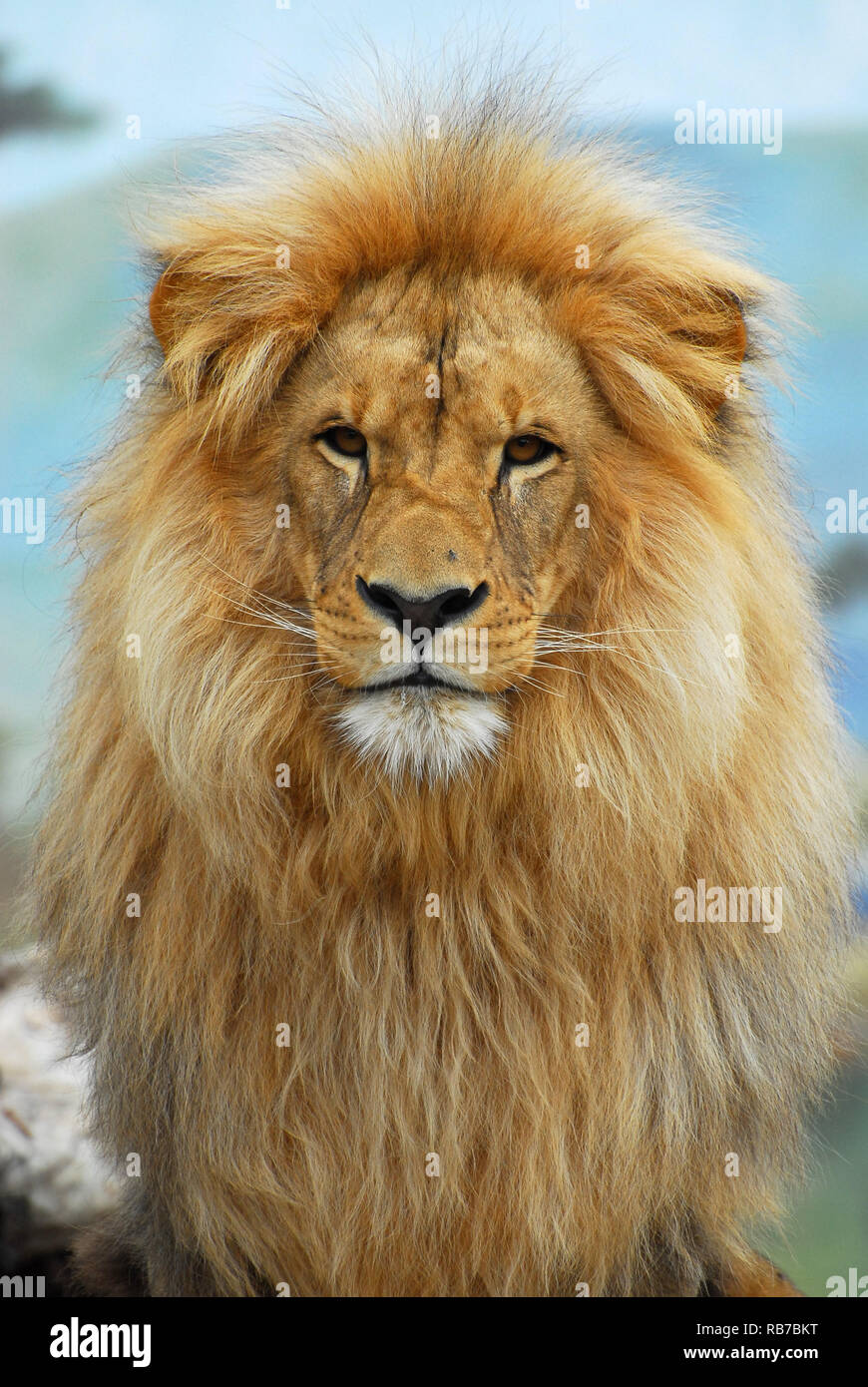 Katanga lion southwest african lion hi-res stock photography and images ...