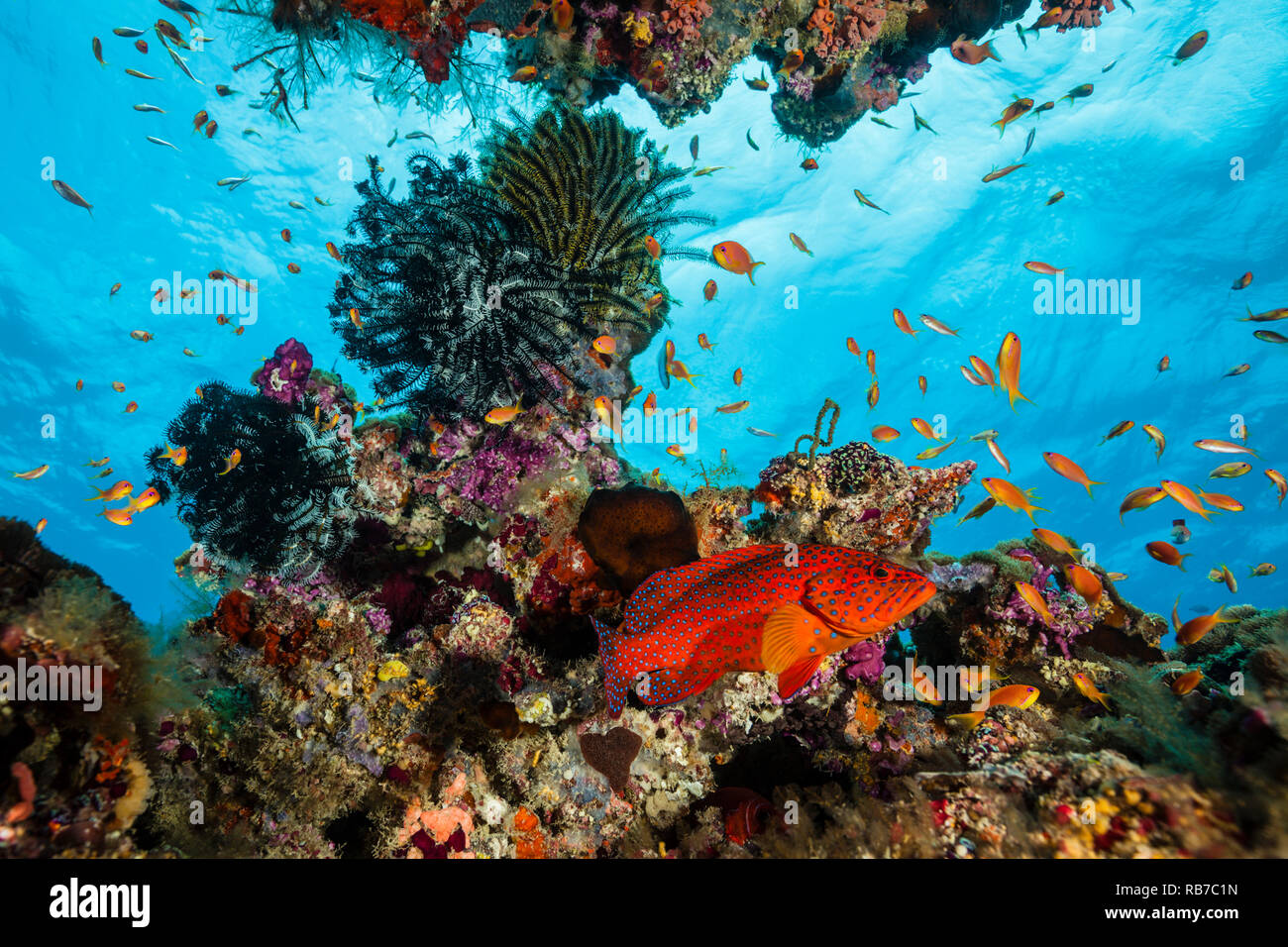 Coral Grouper in Coral Reef, Cephalopholis miniata, Indian Ocean ...