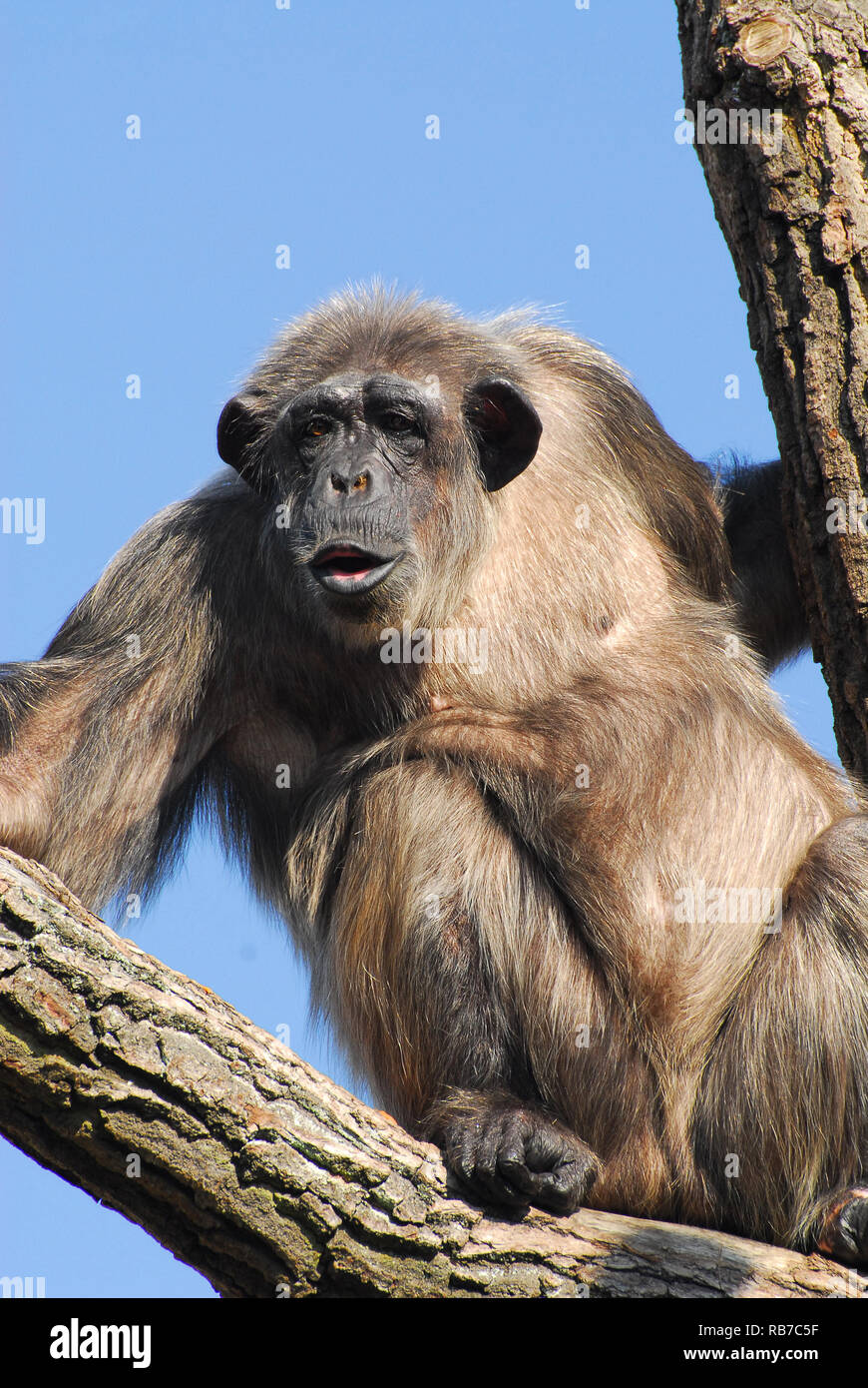 Schimpansen hi-res stock photography and images - Alamy
