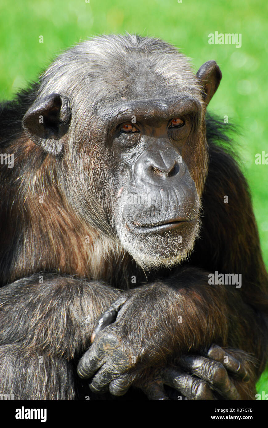 Schimpansen zoo hi-res stock photography and images - Alamy