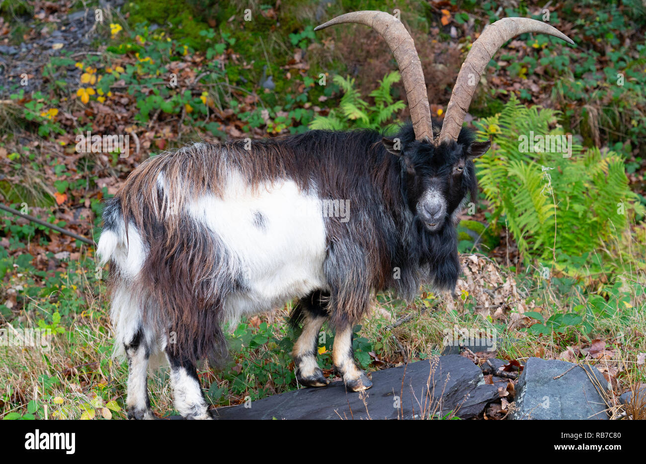 One of the Feral Goats that are free to roam around Dinorwig Woods ...
