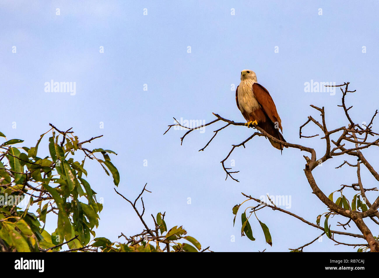 Juvenile brahminy kite hi-res stock photography and images - Alamy