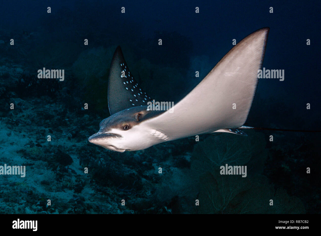 Eagle ray hi-res stock photography and images - Alamy