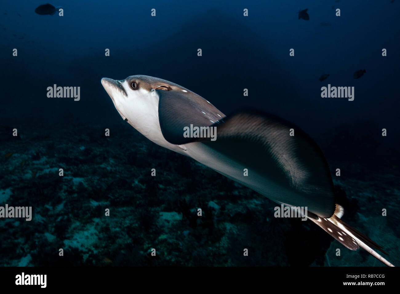 Indian ocean fish hi-res stock photography and images - Alamy