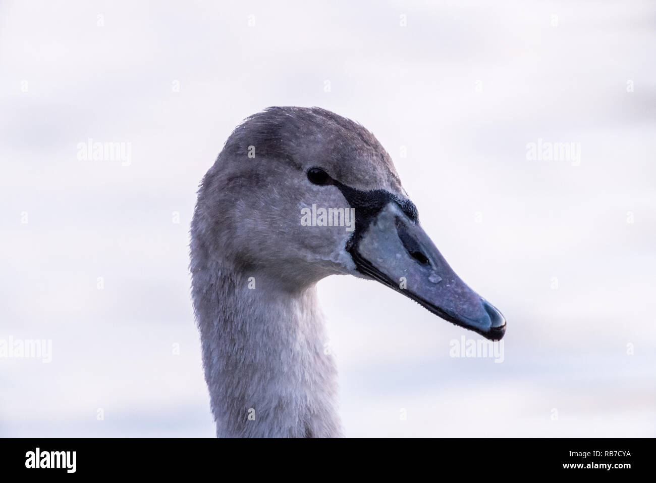 Swan magazine image hi-res stock photography and images - Alamy