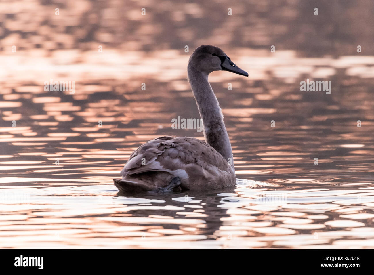 Swan swim at the lake Stock Photo - Alamy