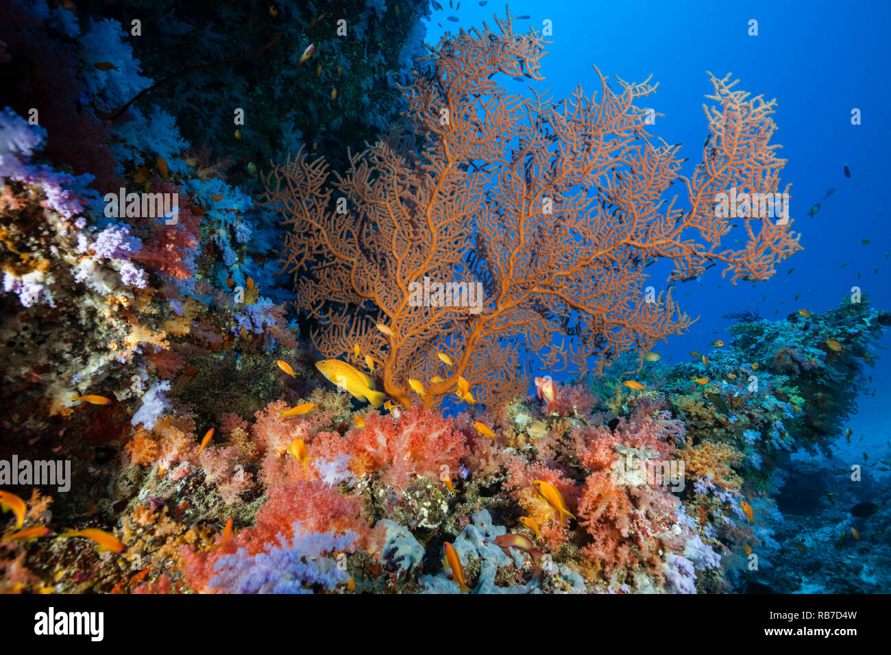 Colored Coral Reef, Indian Ocean, Maldives Stock Photo - Alamy