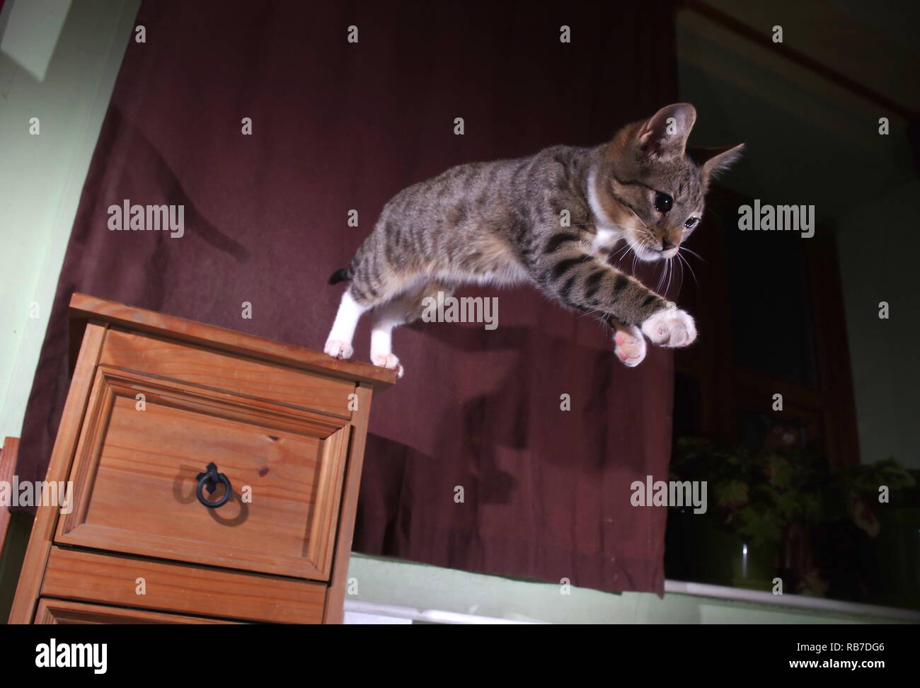 Tabby cat jumping from cupboard Stock Photo - Alamy