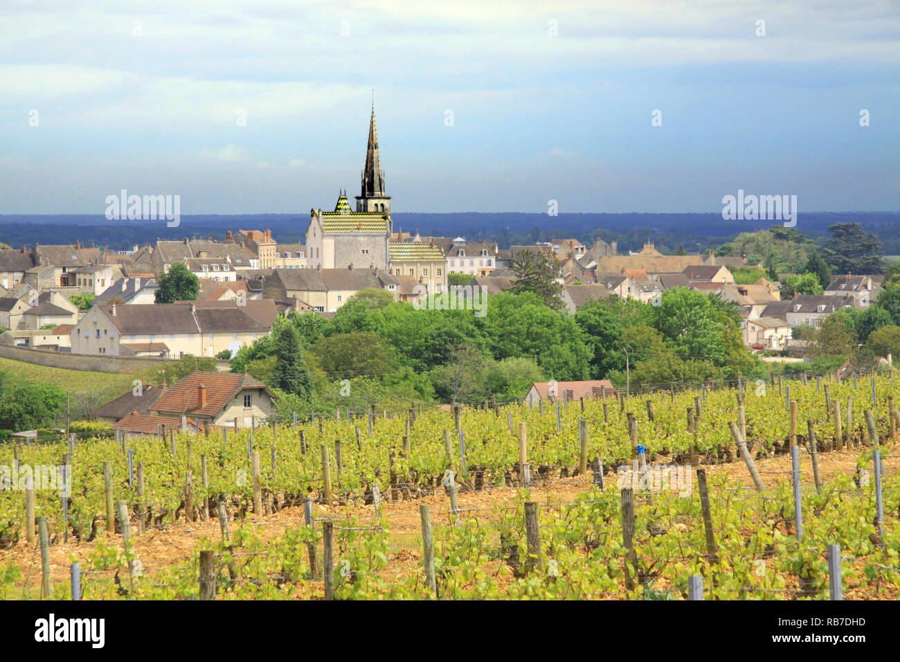 Grape vines growing in the French countryside on the hillside above the ...