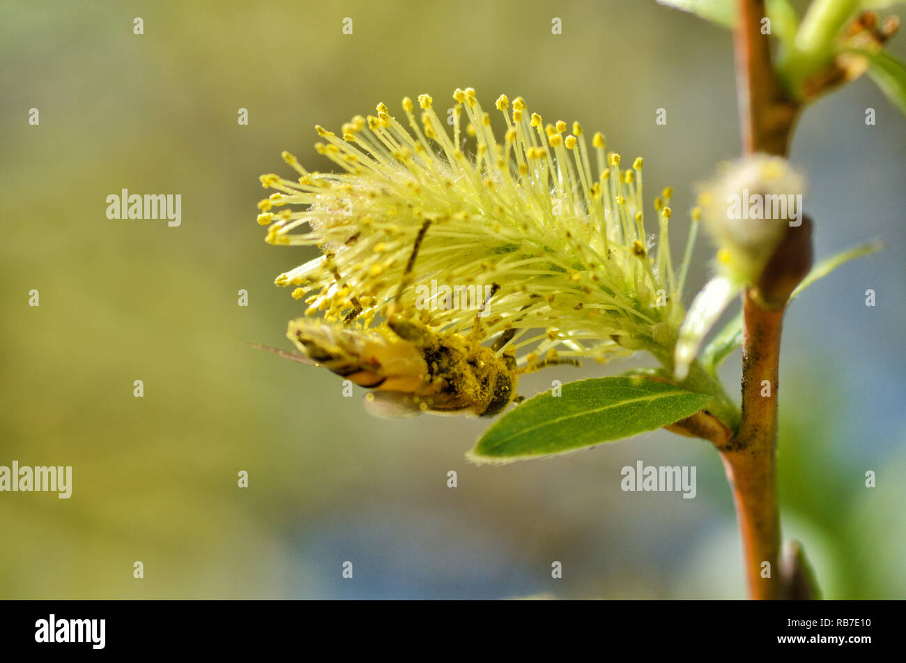 German wasp collects pollen from plants.With warming the life of ...