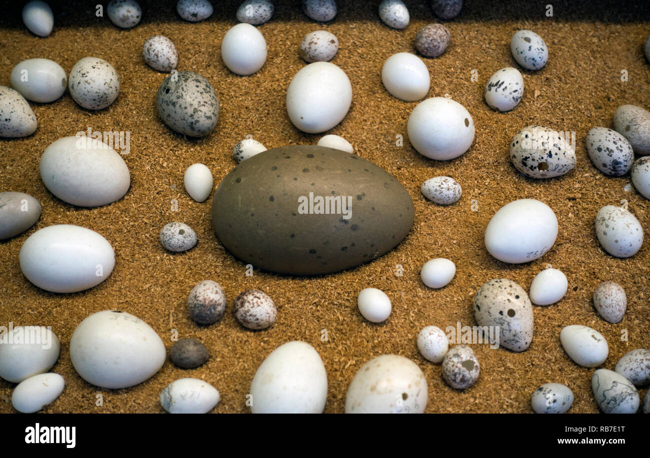 Collection eggs museum hi-res stock photography and images - Alamy
