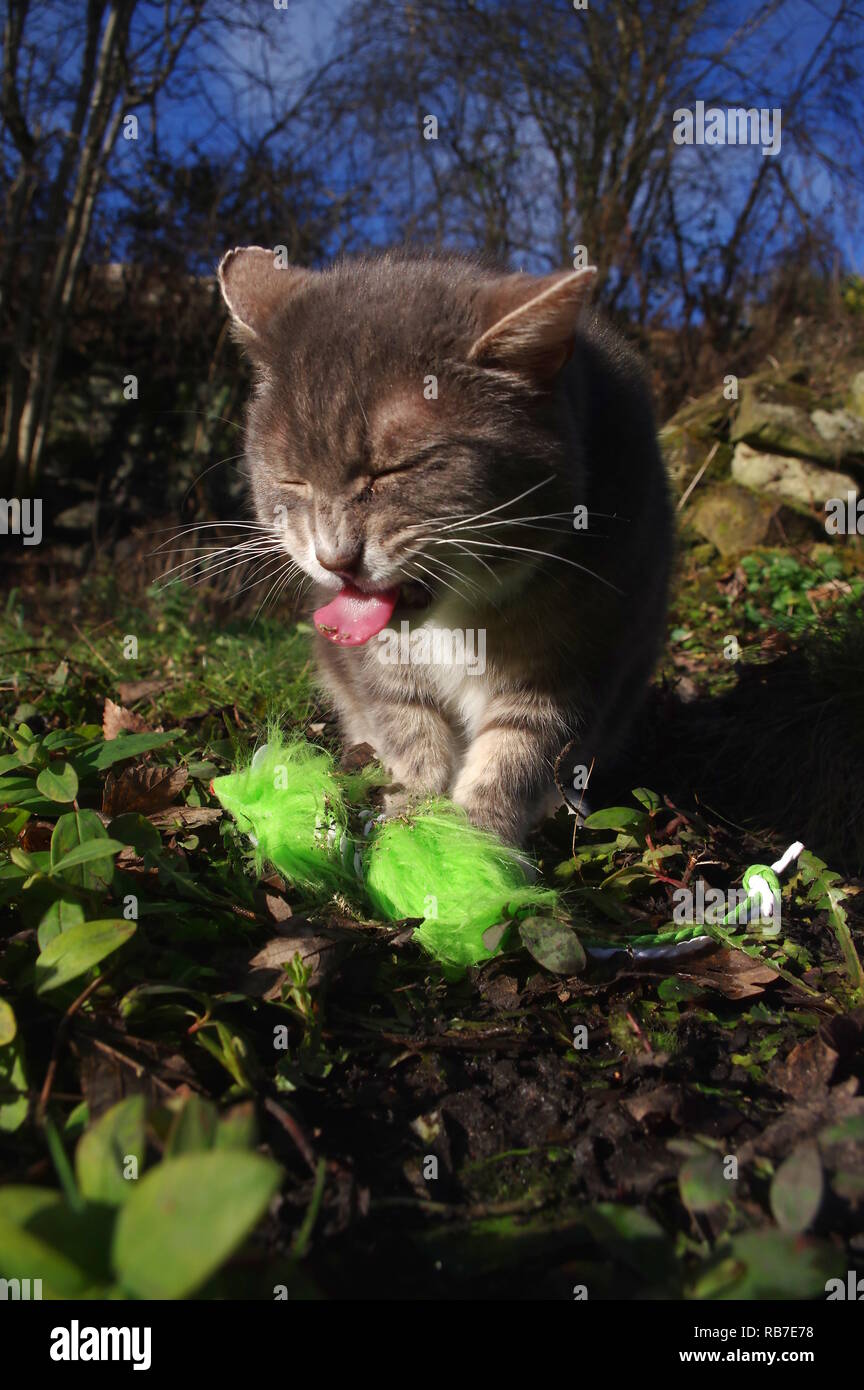 Tabby cat playing with toy mouse Stock Photo - Alamy