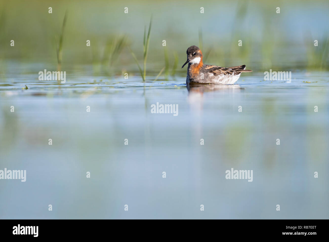 Phalaropes lobatus people hi-res stock photography and images - Alamy