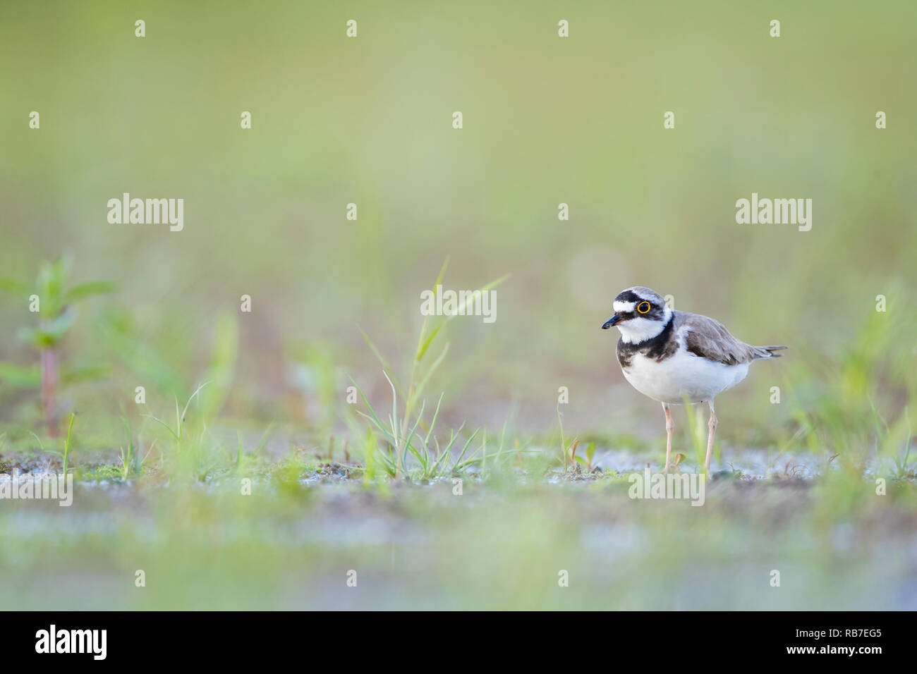 Male little ringed plovers hi-res stock photography and images - Alamy