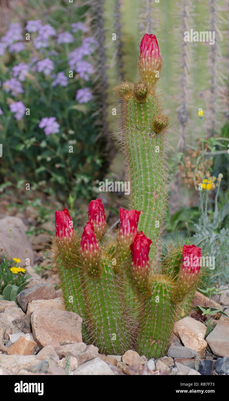 Southwest Desert Cactus Garden Stock Photo - Alamy