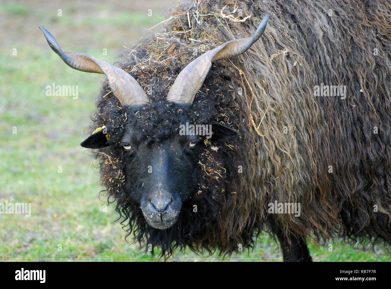 Magyar racka juh hi-res stock photography and images - Alamy