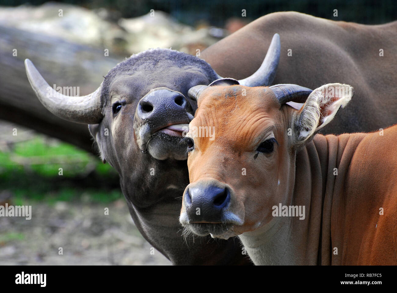 banteng, tembadau, Sunda-Ochse, Bos javanicus Stock Photo - Alamy