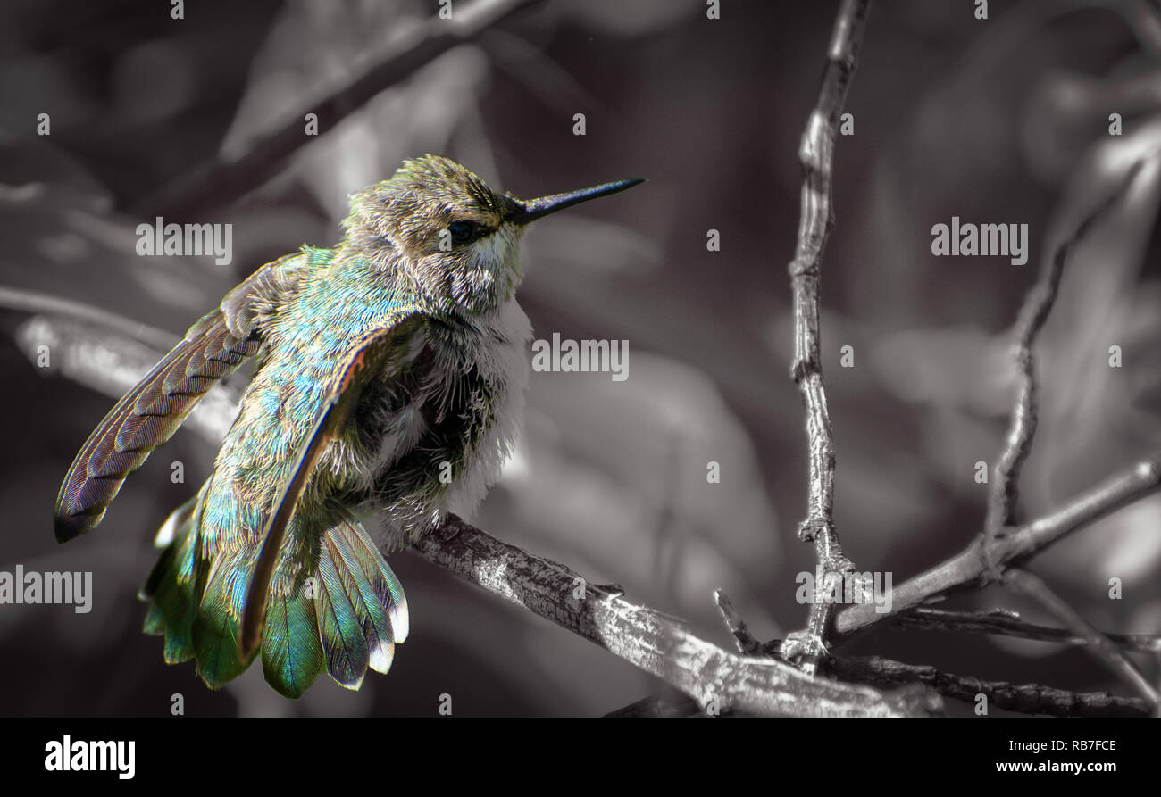 Hummingbird Fledgling Spreading its Wings Stock Photo - Alamy