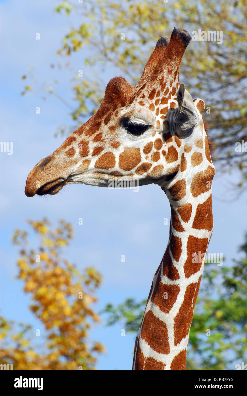 Reticulated giraffe, Netzgiraffe, Giraffa camelopardalis reticulata ...