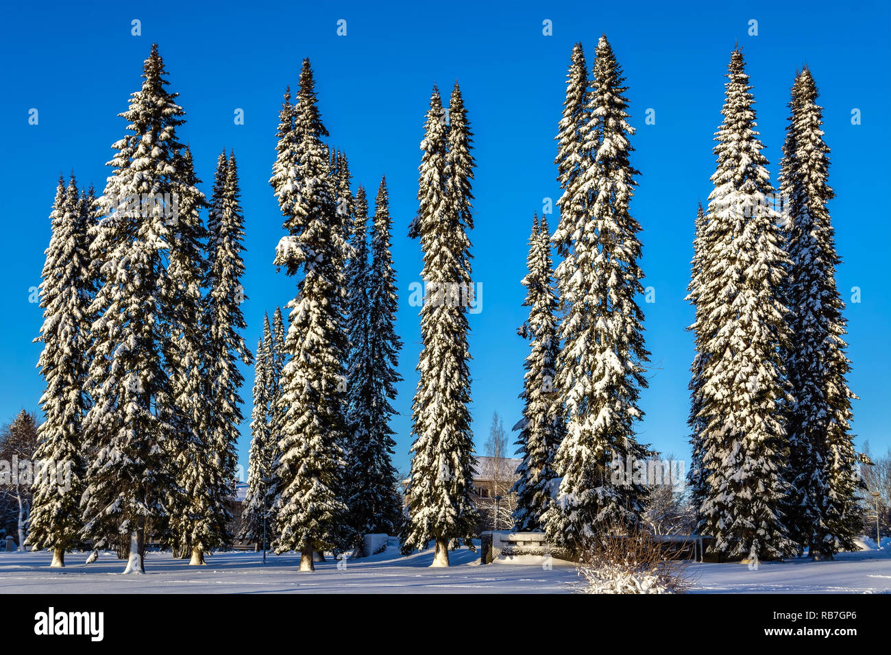 Pointed Tree High Resolution Stock Photography and Images - Alamy