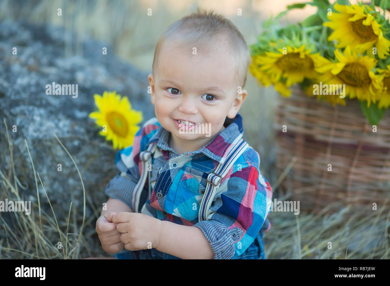 New forest sunflowers hi-res stock photography and images - Alamy