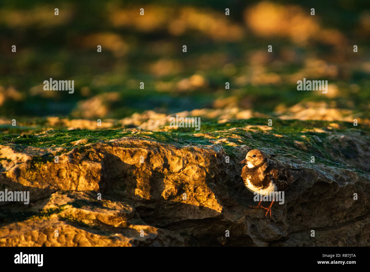 Seabird identification hi-res stock photography and images - Alamy