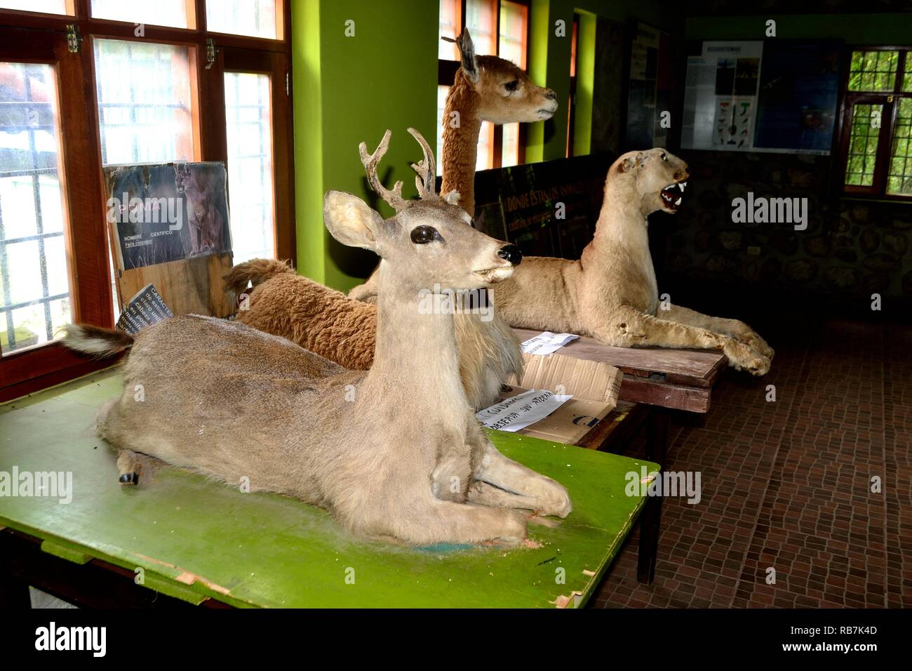 Deer- Animals dissected in Interpretation Center- Llanganuco lagoons ...