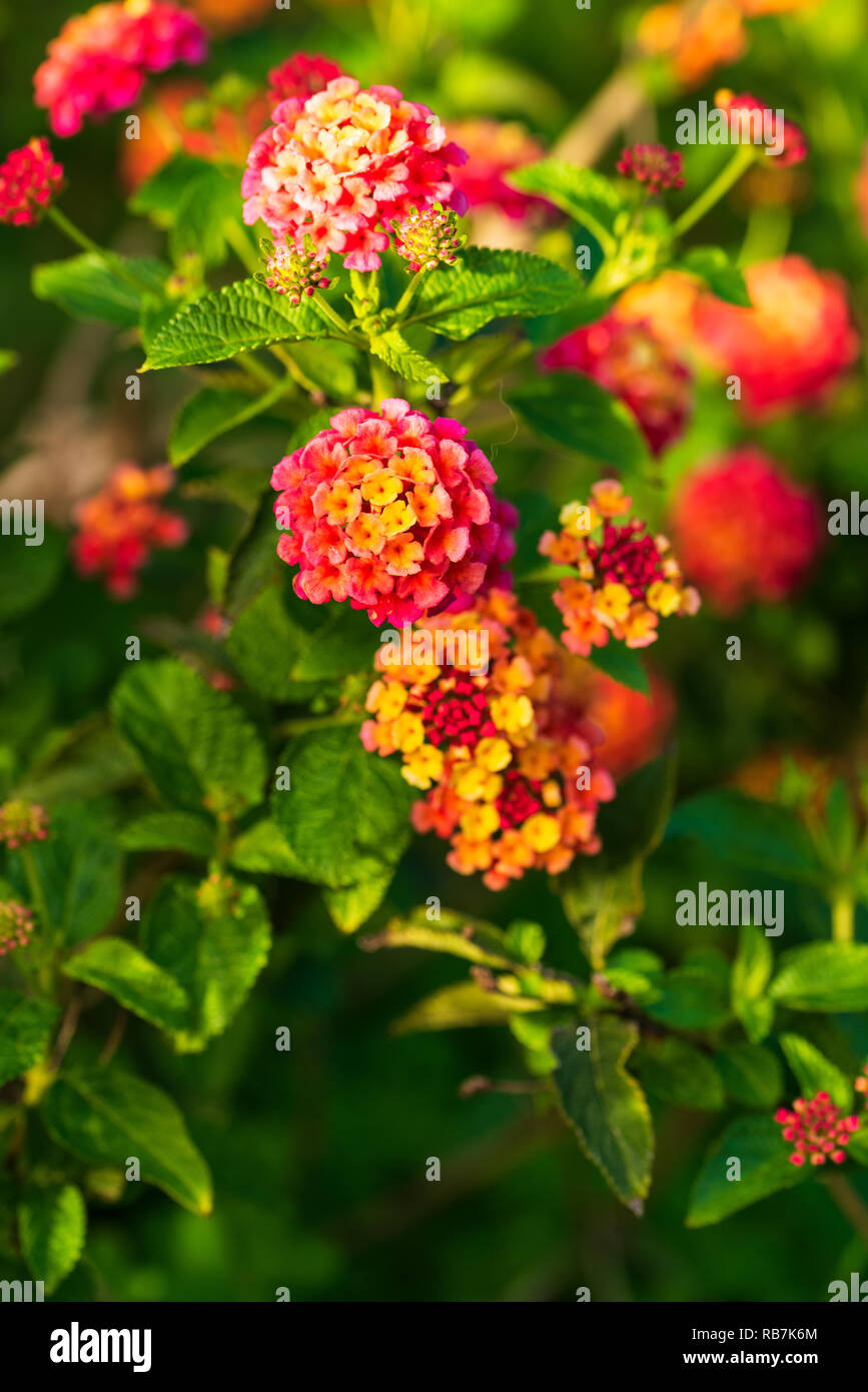 beautiful colorfull flower macro close up photography nature background ...