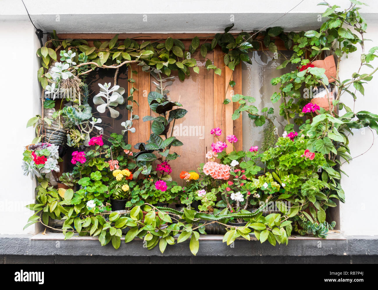 Window garden. Colourful plants around window of an apartment in a city ...
