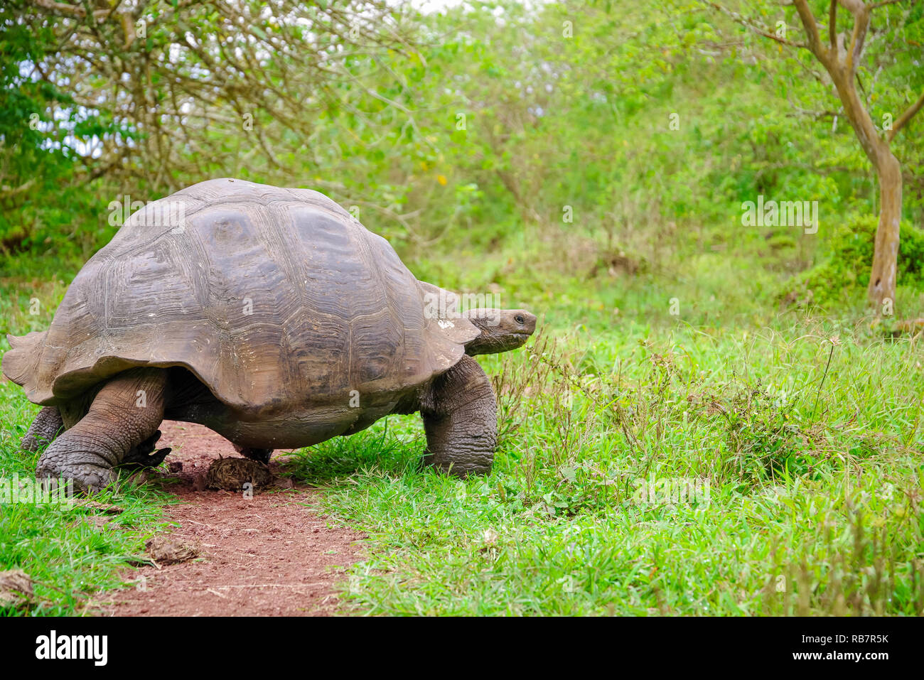 A giant Galapagos turtle, Galapagos islands, South America Stock Photo ...