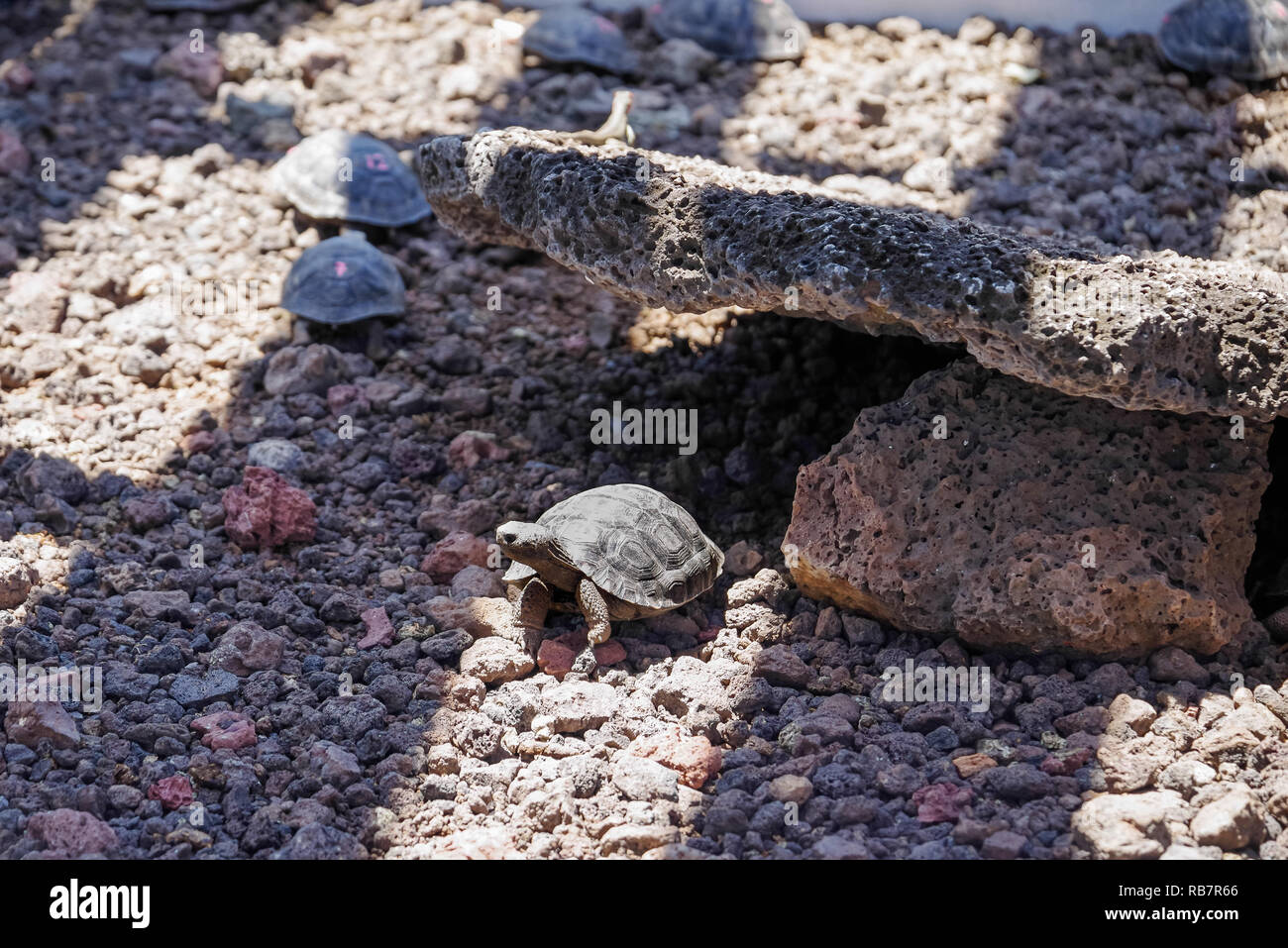 Above view of little Giant Tortoise Chelonoidis nigra in Galapagos ...