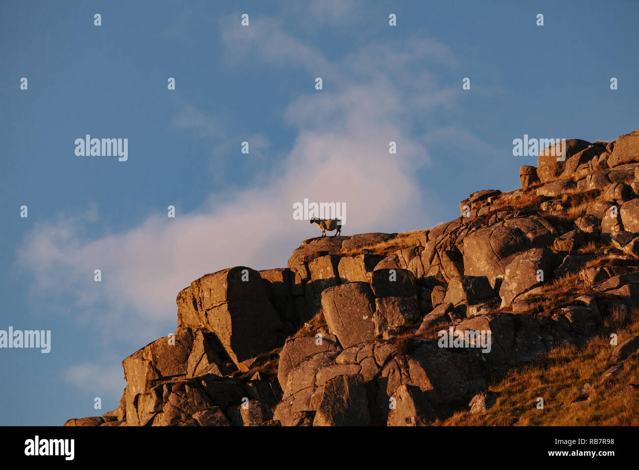 A ram or sheep standing on the edge of a rocky cliff on the northern ...