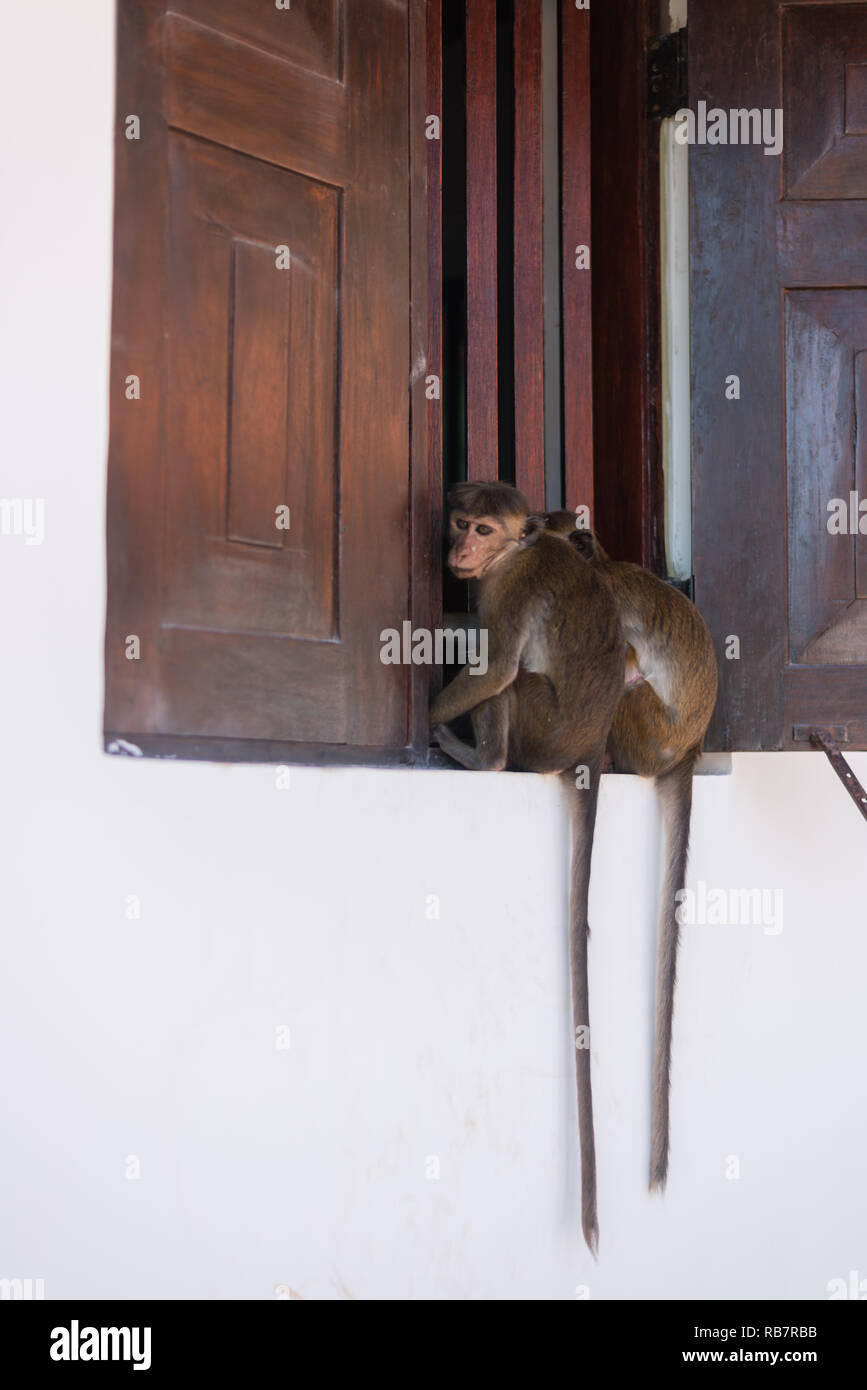 Two monkeys looking in a window Stock Photo - Alamy