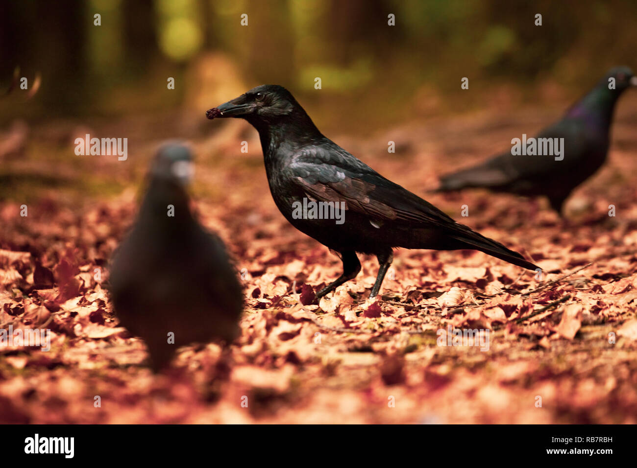 Crow bird stealing hi-res stock photography and images - Alamy