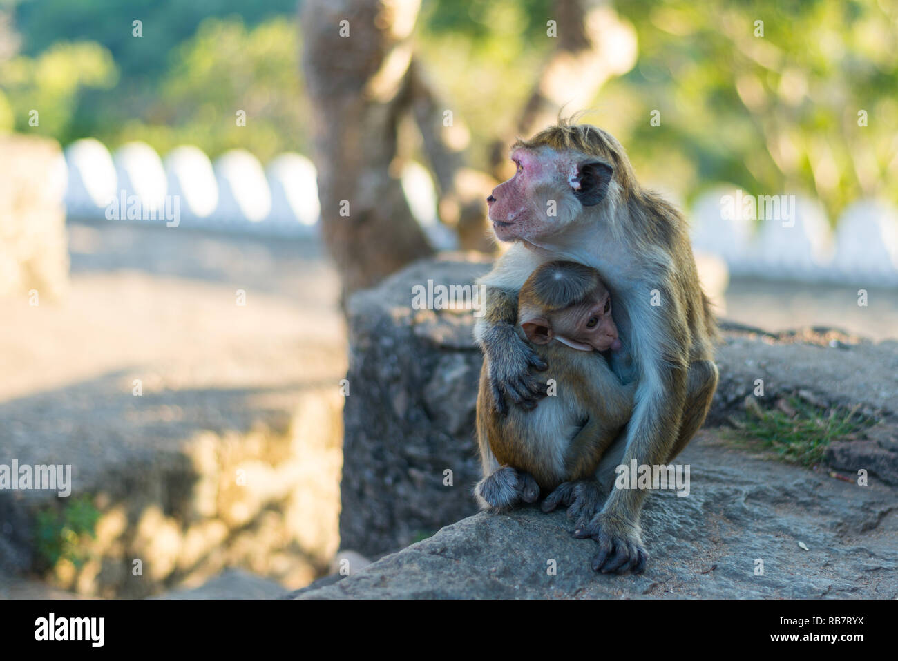 A monkey mother and her baby Stock Photo - Alamy