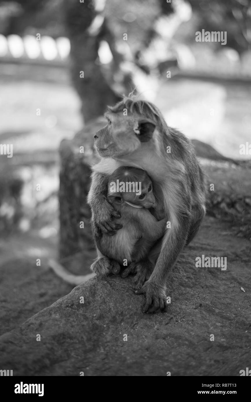 Monkey mother baby Black and White Stock Photos & Images - Alamy