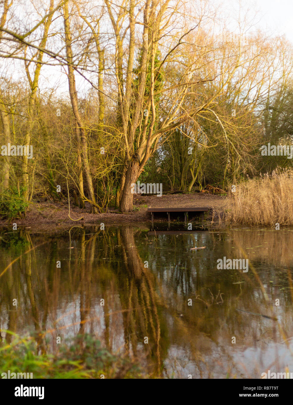 Trees growing along a pond in winter and reflections Stock Photo - Alamy