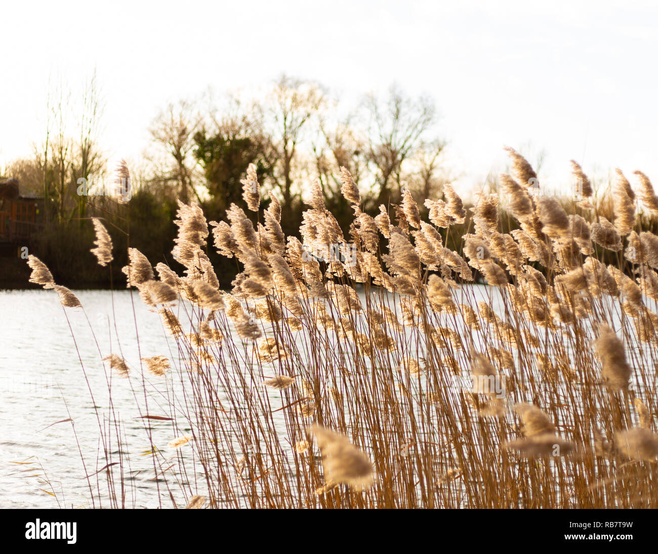 Fluffy reeds hi-res stock photography and images - Alamy