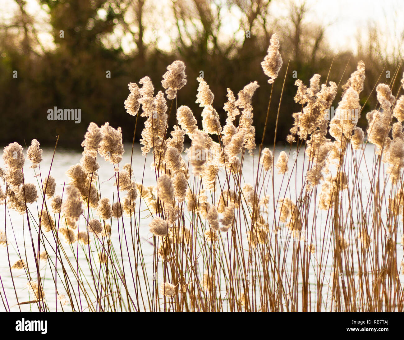Fluffy Reeds in the golden afternoon light Stock Photo - Alamy