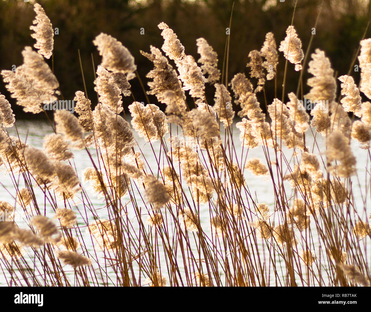 Fluffy Reeds in the golden afternoon light Stock Photo - Alamy