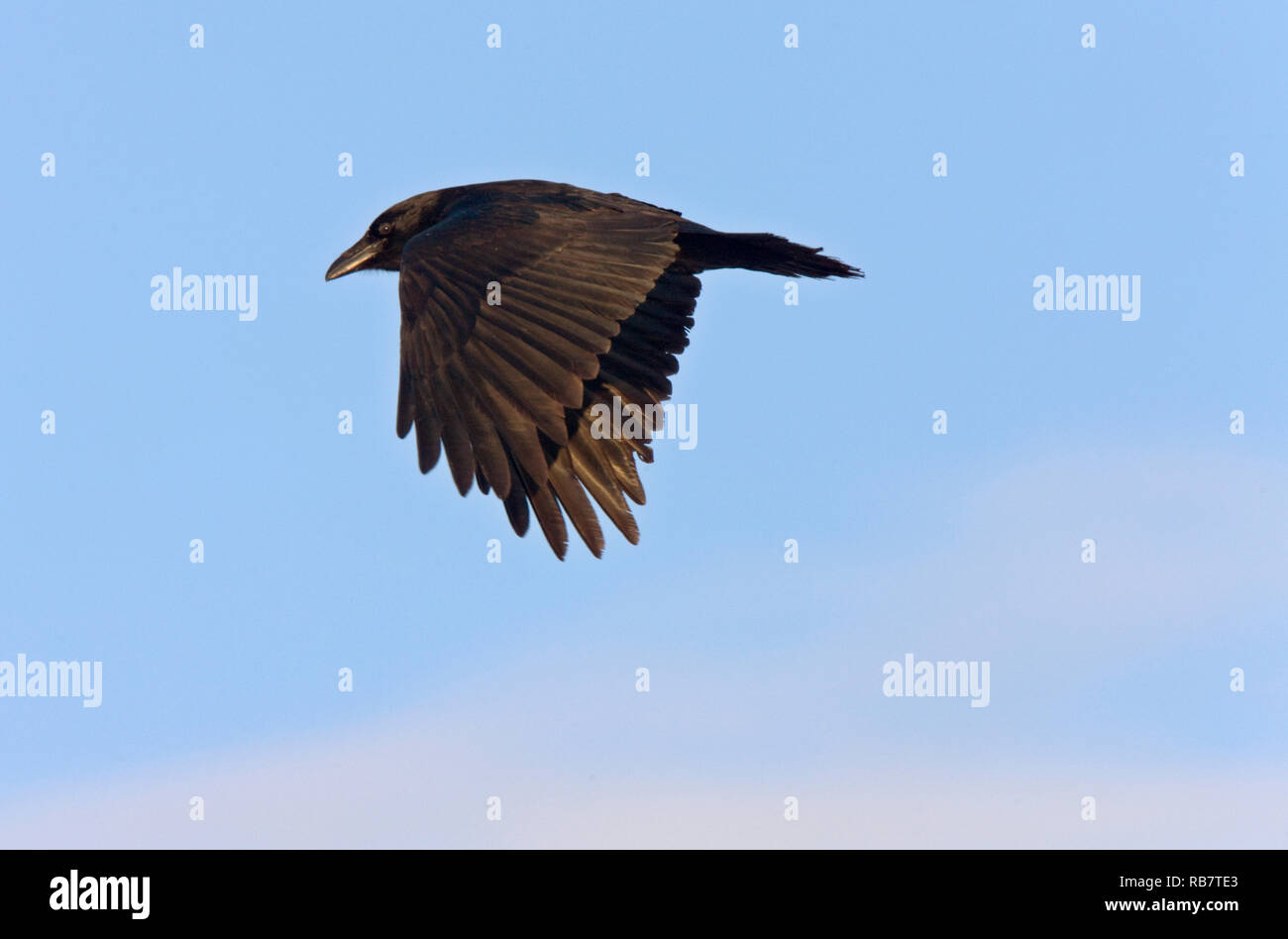 Crow Raven in Flight close up view Stock Photo - Alamy