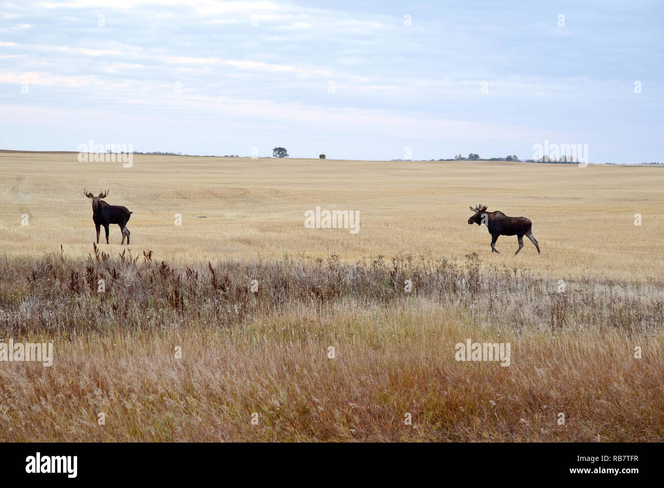 Moose jaw canada hi-res stock photography and images - Alamy