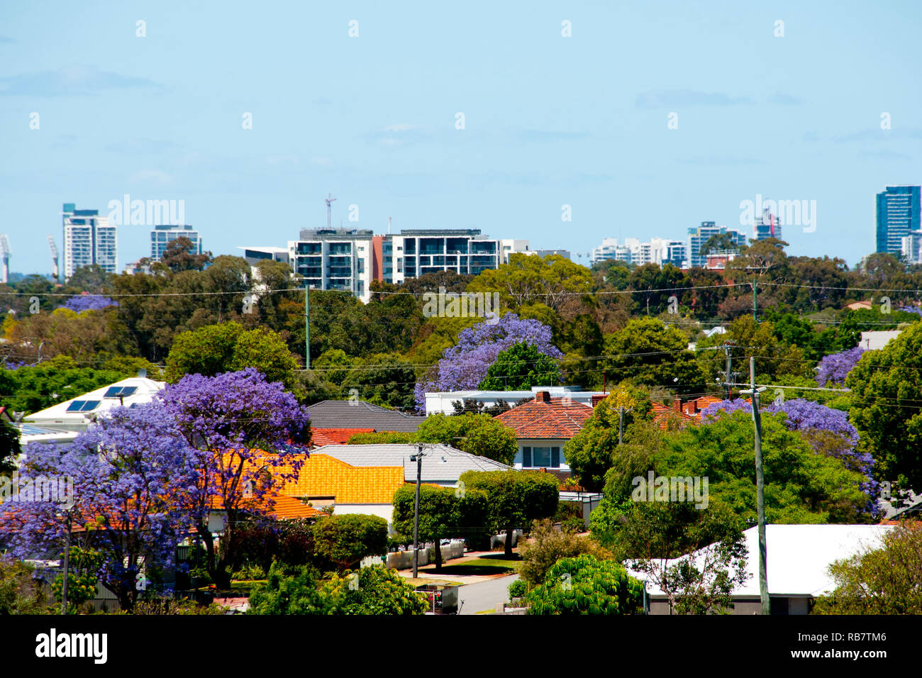 Jacaranda city hi-res stock photography and images - Alamy