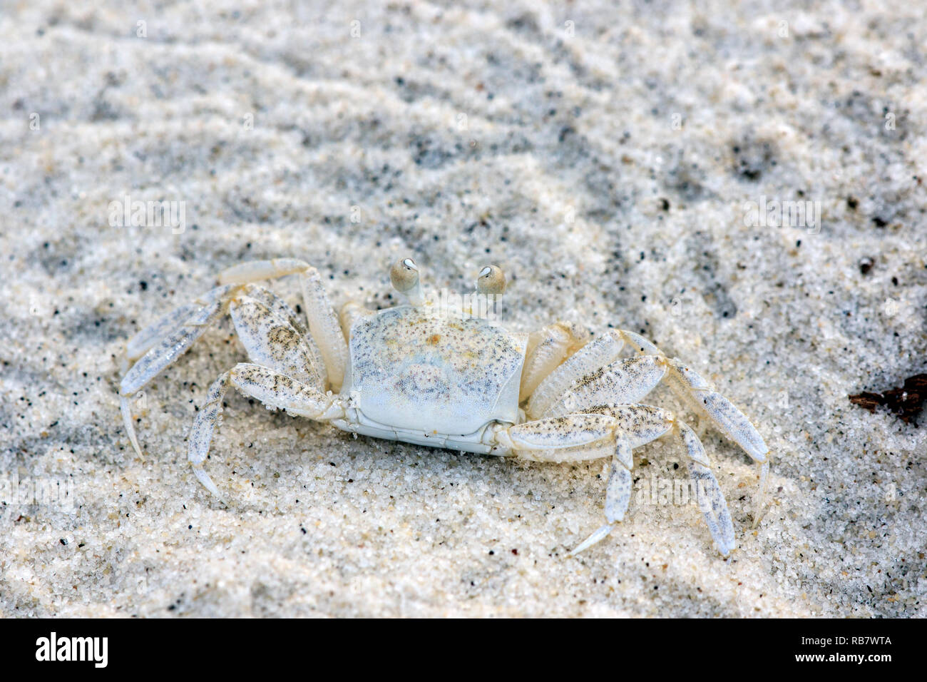 Atlantic ghost crab hi-res stock photography and images - Alamy