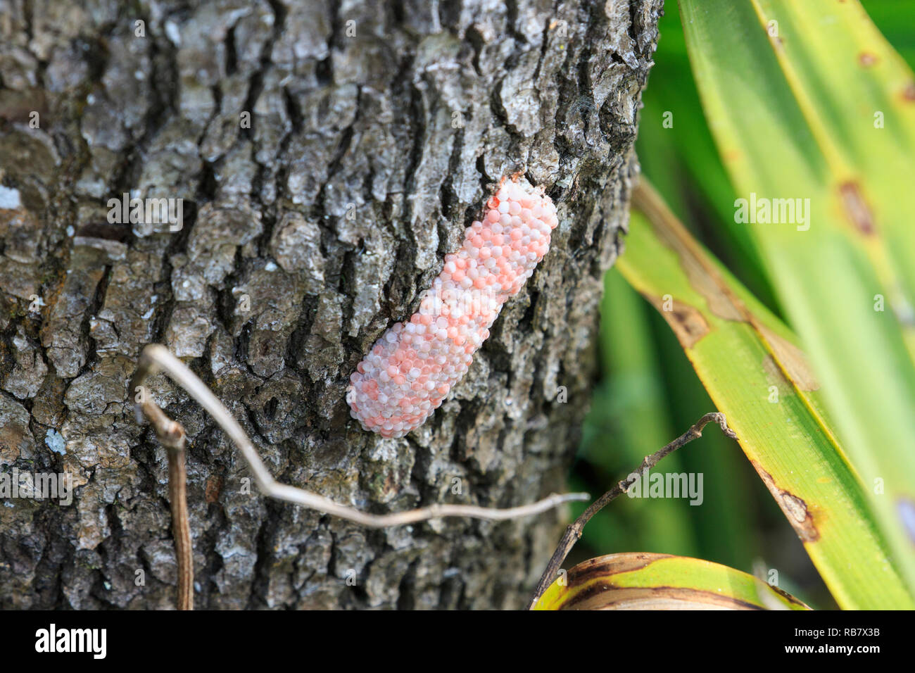 Apple snail eggs (apple snails (Ampullariidae sp Stock Photo - Alamy