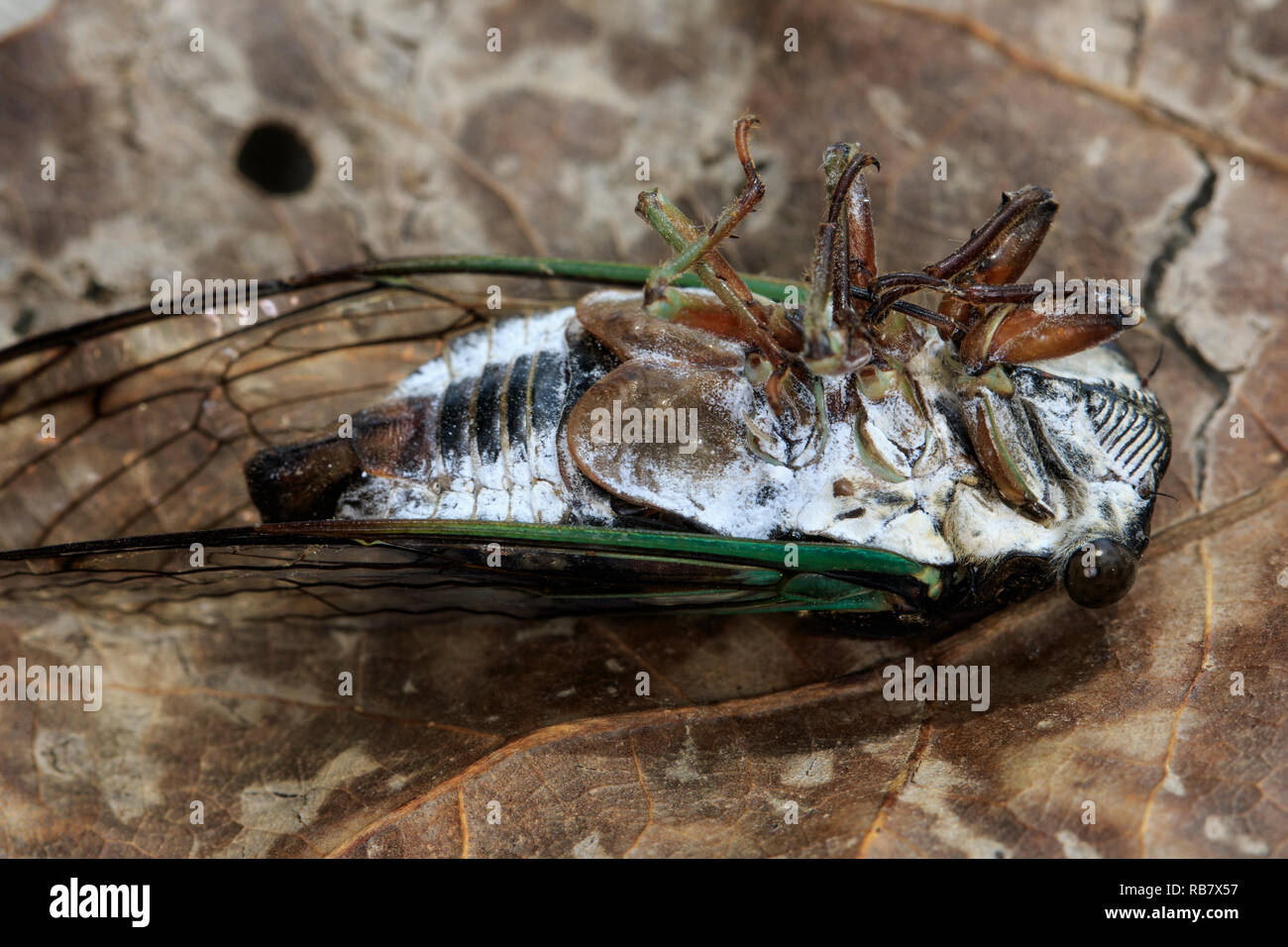 Dead annual cicada (Cicadidae sp.) on its back Stock Photo - Alamy