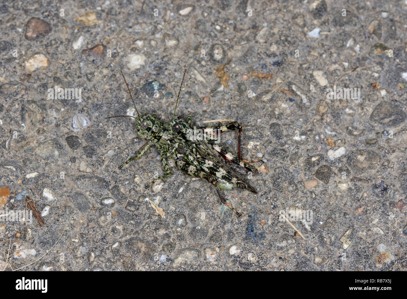 Mating pair of Pine Tree Spur-throat Grasshoppers (Melanoplus ...