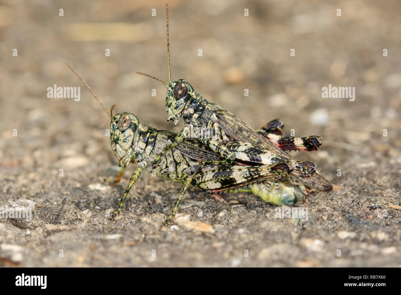 Melanoplus punctulatus hi-res stock photography and images - Alamy
